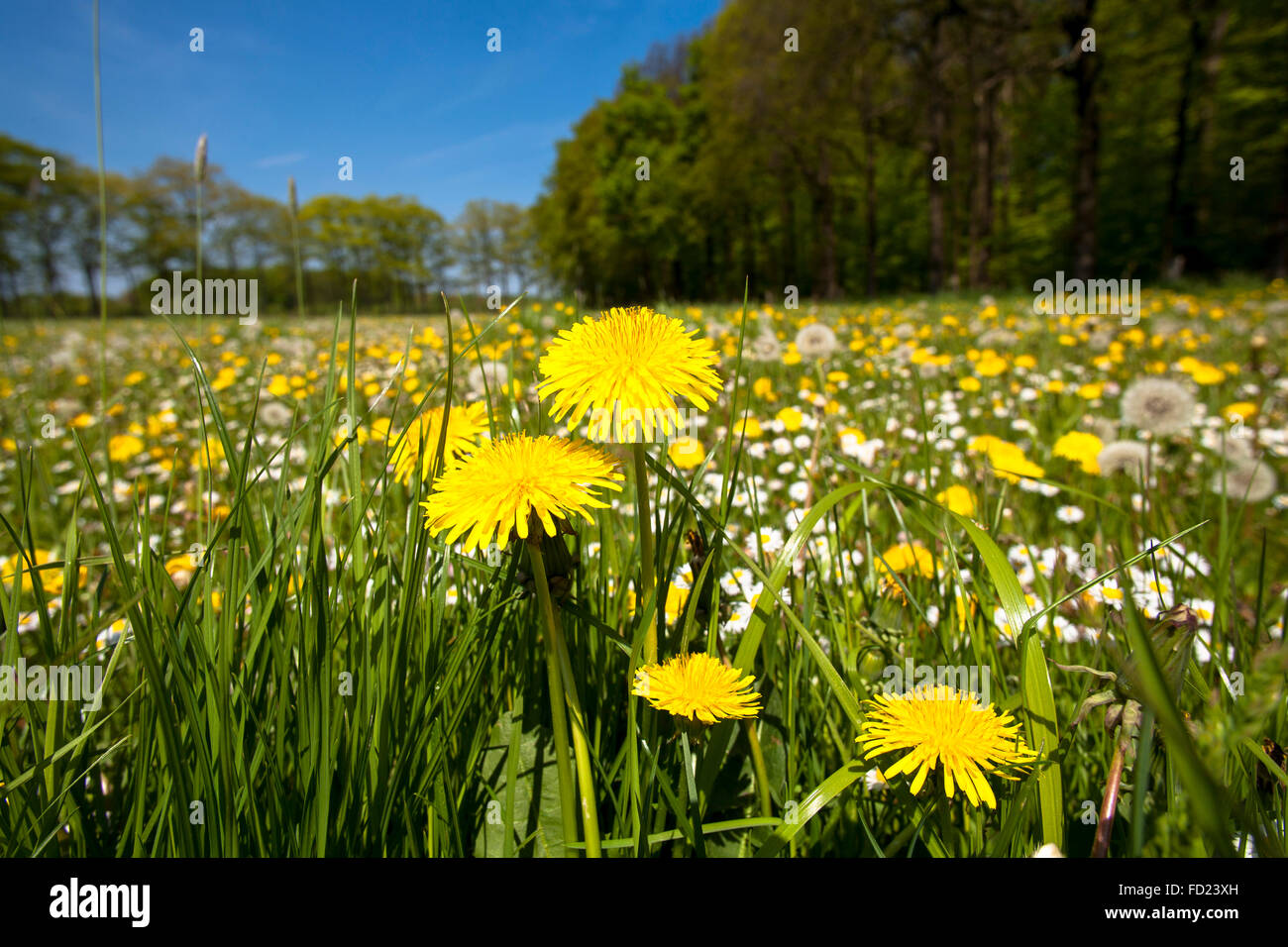 Landschaft germany sommer hi-res stock photography and images - Alamy