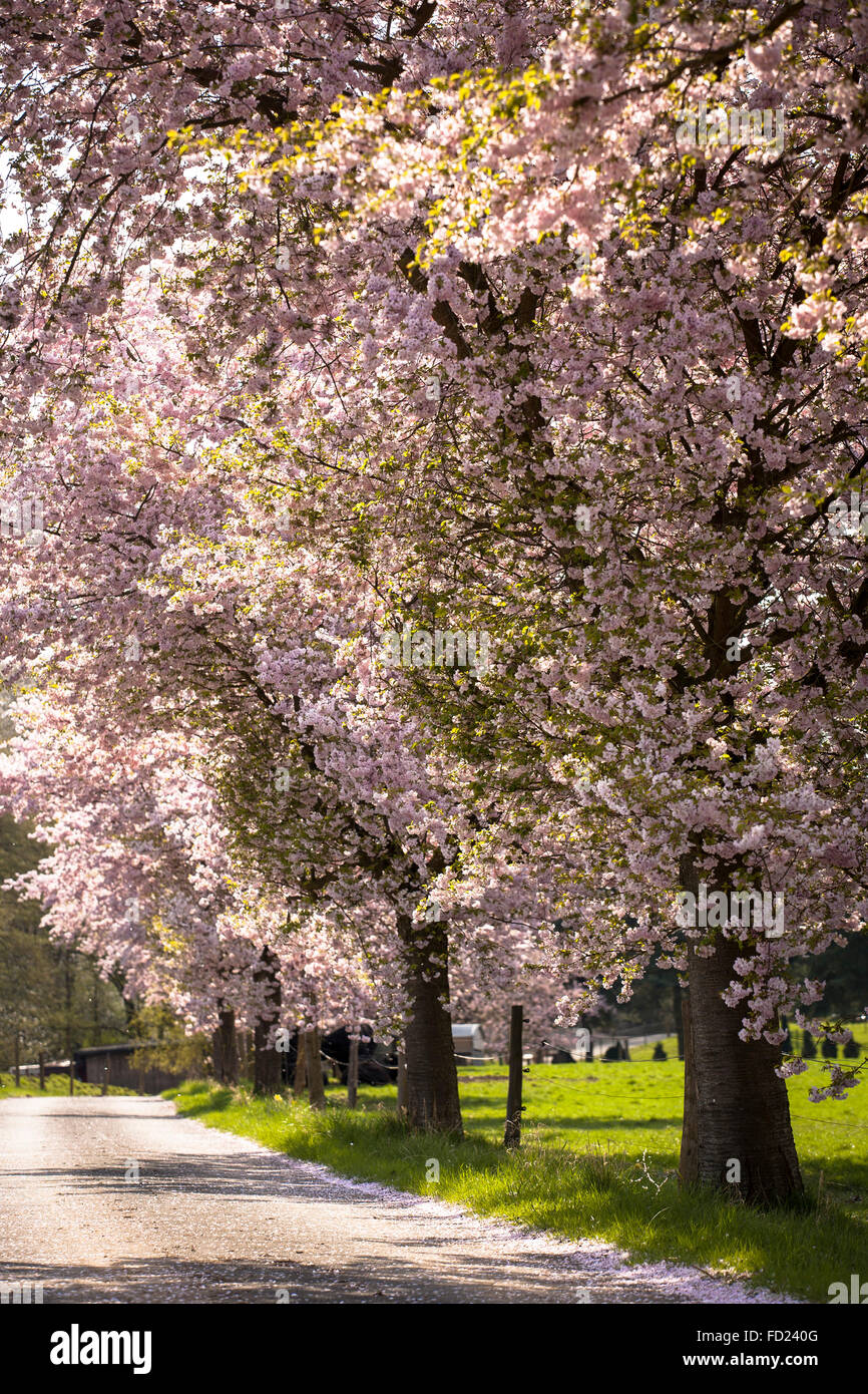 Europe, Germany, North Rhine-Westphalia, abloom Japanese cherry trees ...