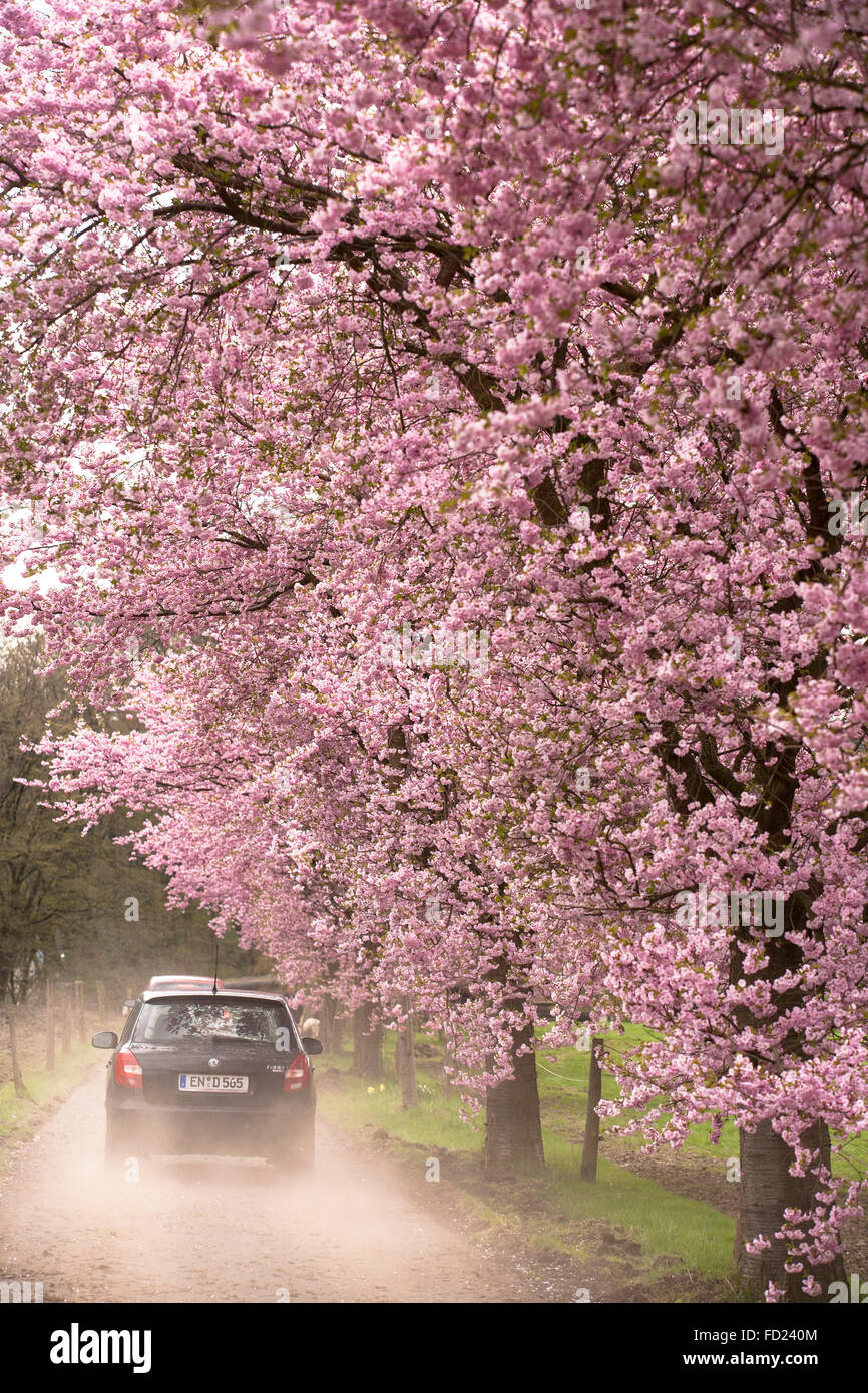 Europe, Germany, North Rhine-Westphalia, abloom Japanese cherry trees ...