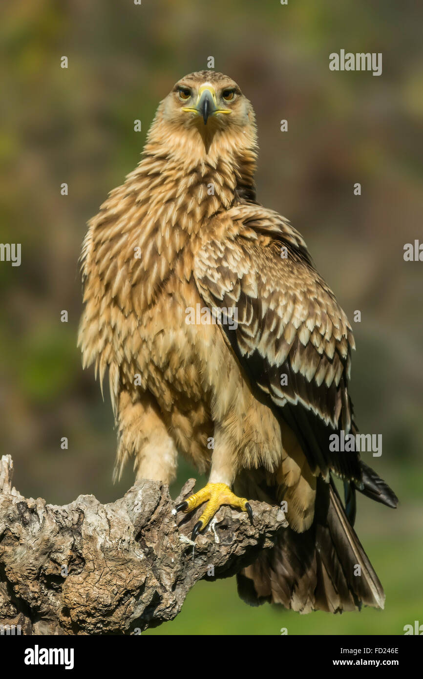 Spanish imperial eagle Stock Photo - Alamy