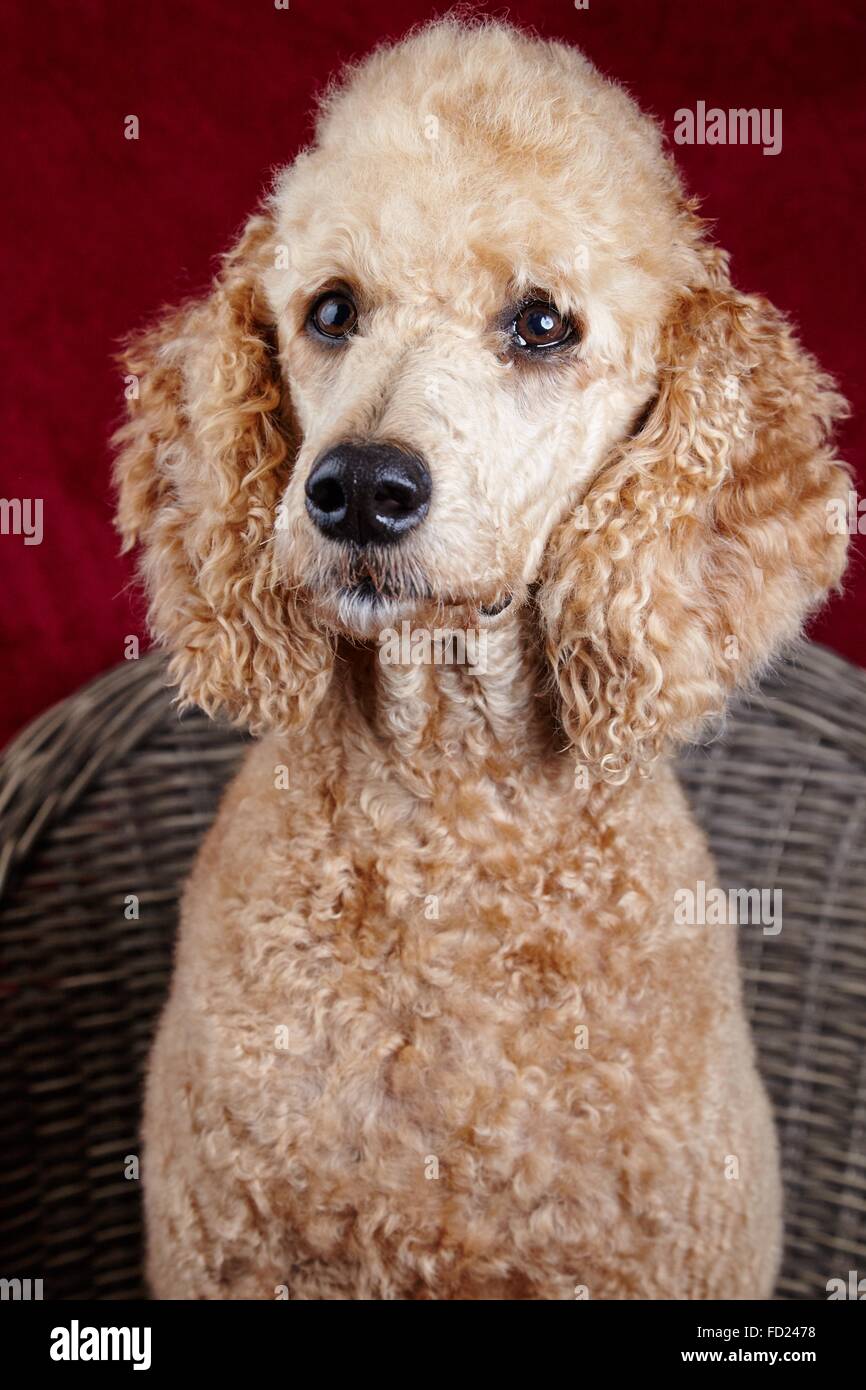 Poodle sitting hi-res stock photography and images - Alamy