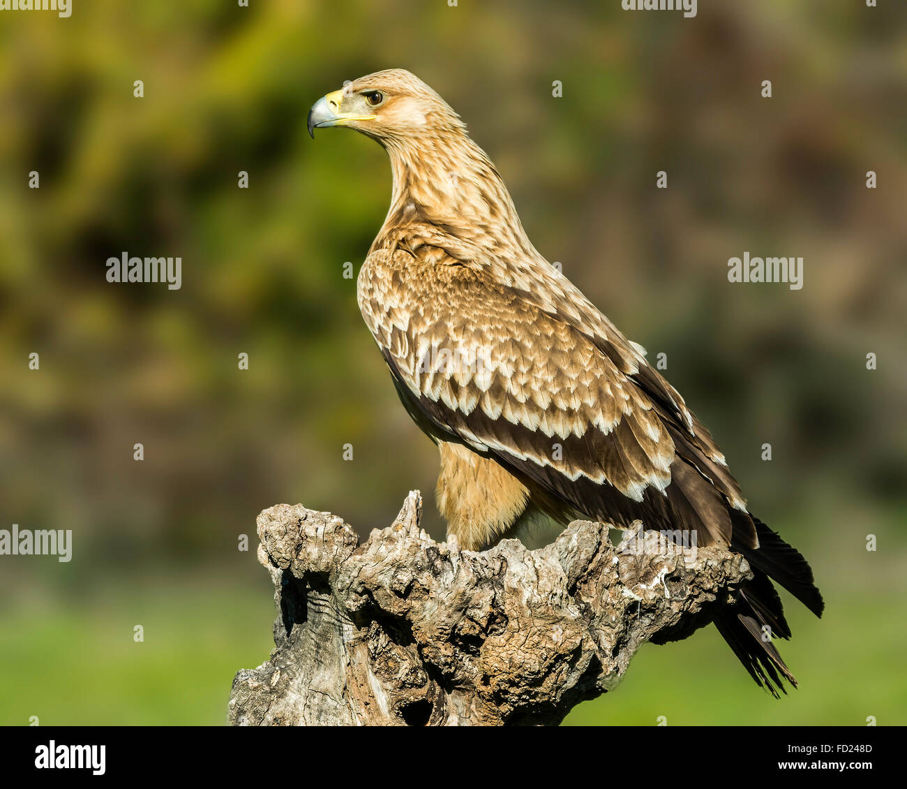 Spanish imperial eagle Stock Photo - Alamy