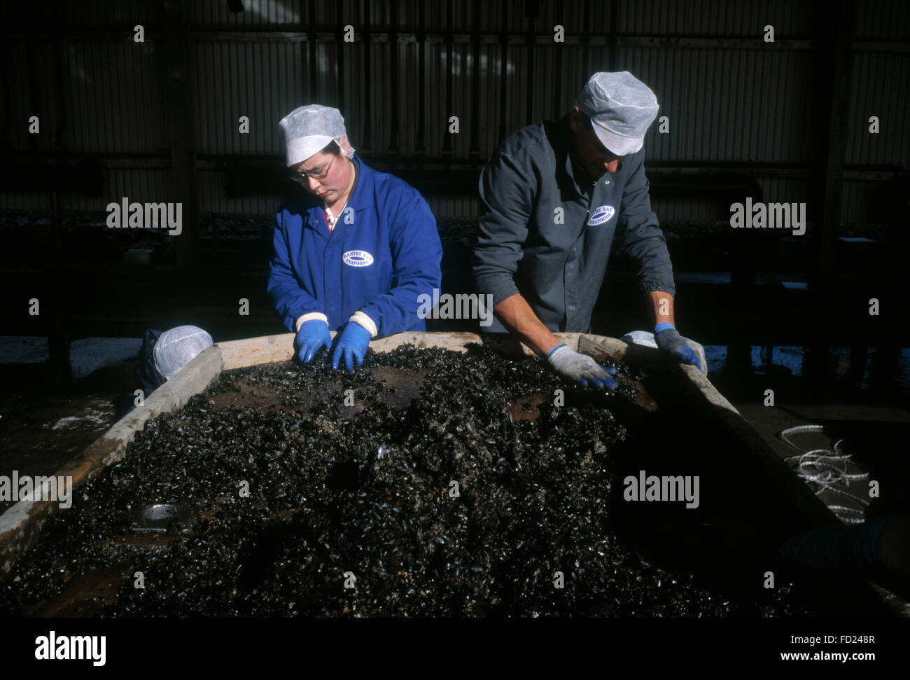 Bantry bay Seafoods, Gortalassa, County Cork Ireland. Rope-grown Mussel ...