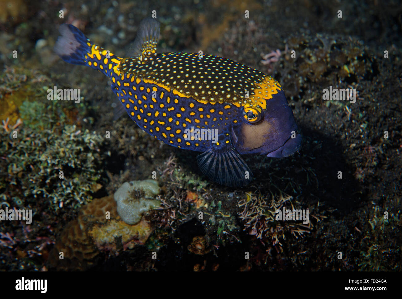 Whitespotted Boxfish, Ostracion meleagris, swimming over coral reef in ...