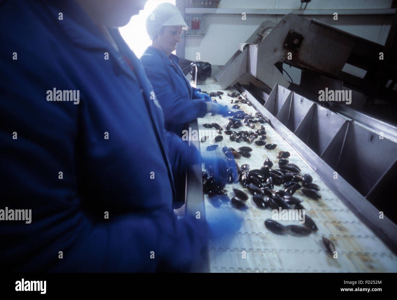 Bantry bay Seafoods, Gortalassa, County Cork Ireland. Rope-grown Mussel ...