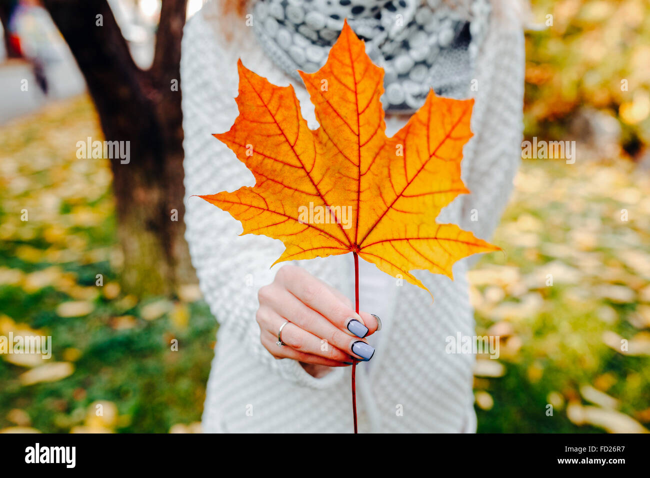 Autumn leaves in girl hands Stock Photo - Alamy