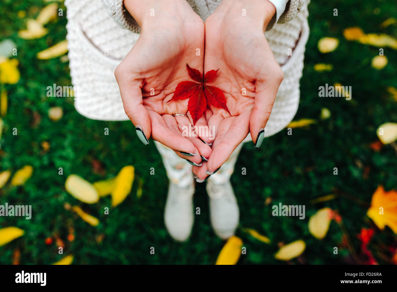 Autumn leaves in girl hands Stock Photo - Alamy