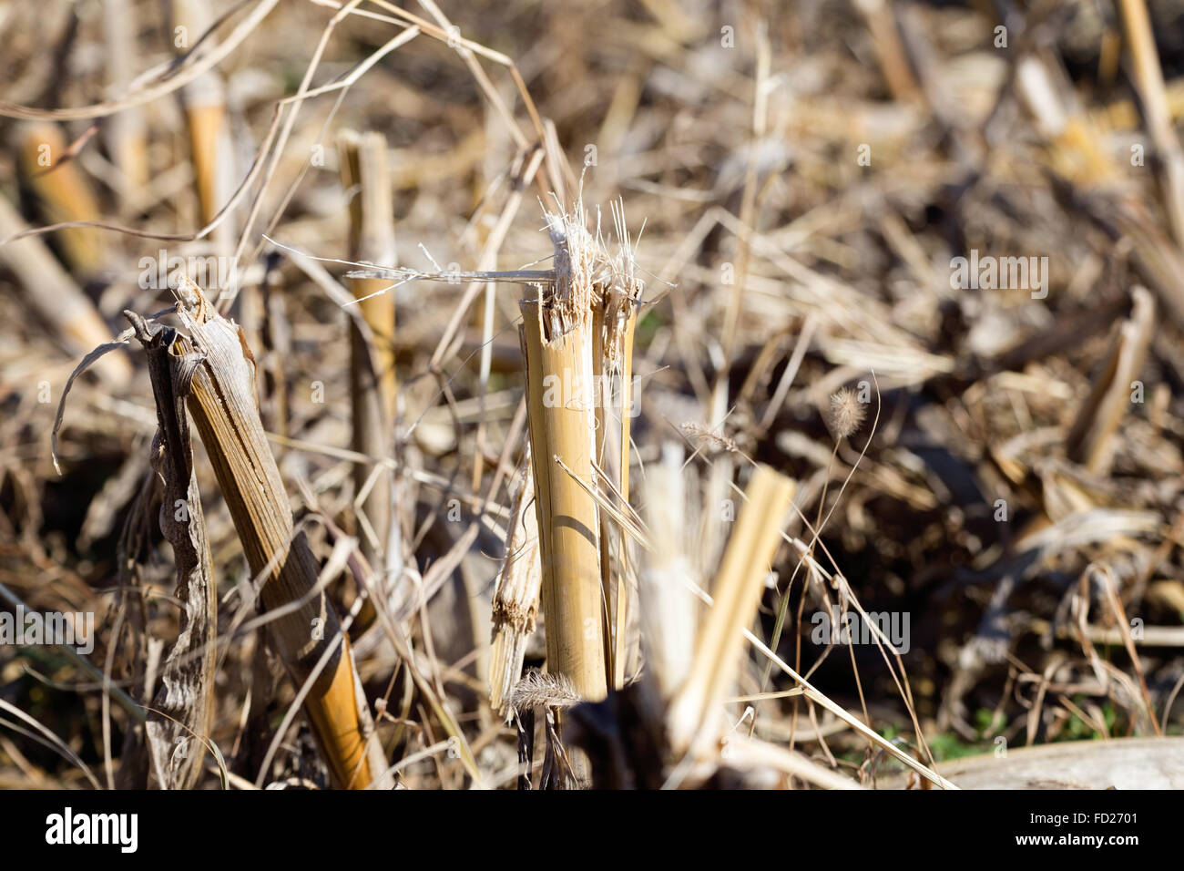 Closeup of forage maize stubble roots above the soil in low sunlight at ...