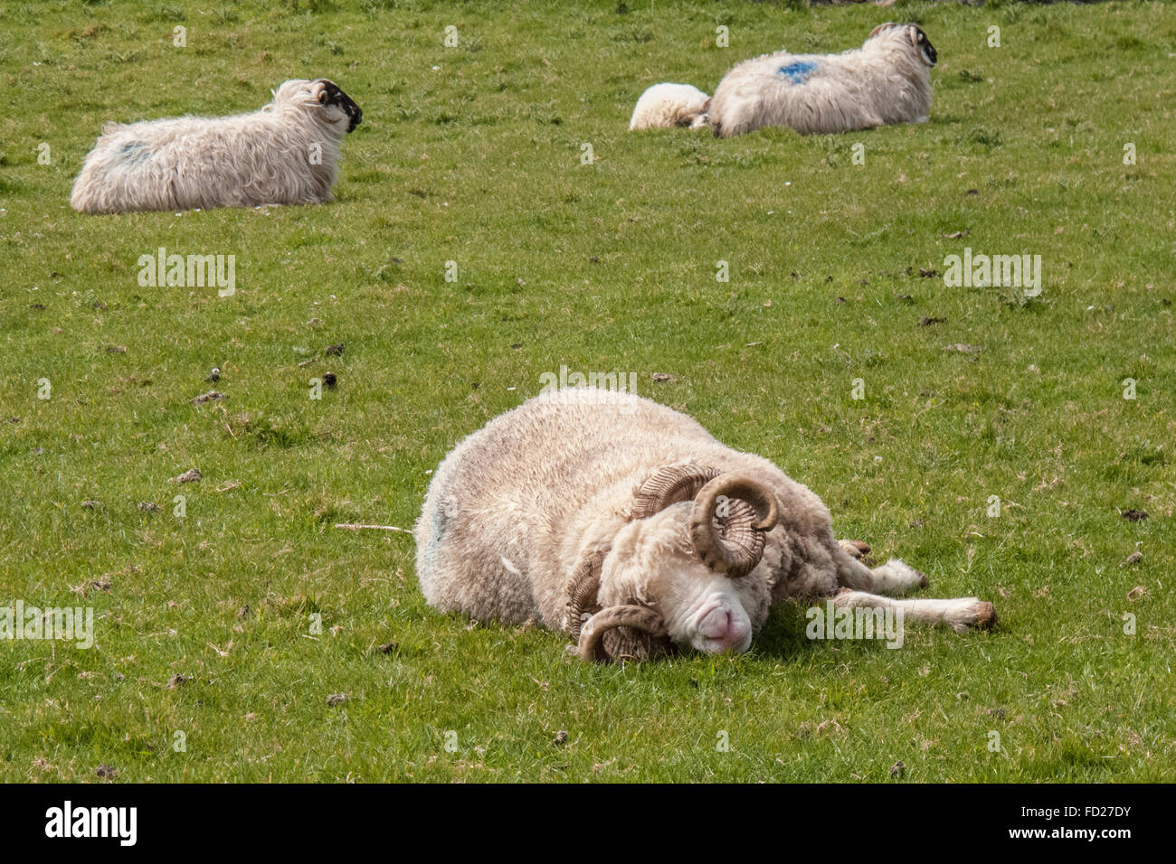 Reclining sheep hi-res stock photography and images - Alamy