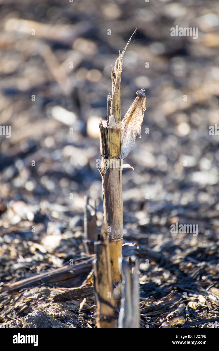 Closeup of Forage Maize Stubble Roots Above the Soil in Low Sunlight at ...