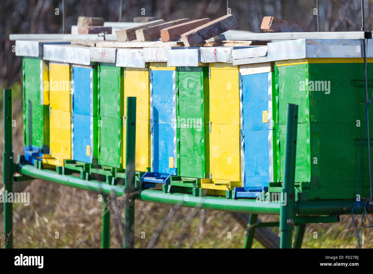 Close Up of Apiary in the Field Next to Forest Trees and Introduced ...