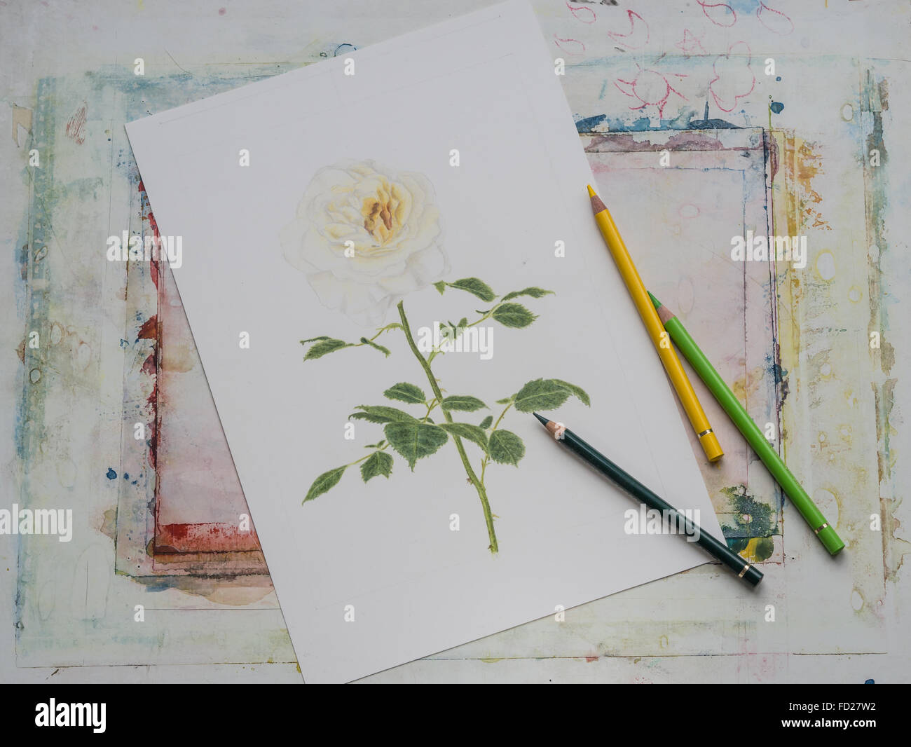 Drawing of a rose with colored pencils Stock Photo - Alamy