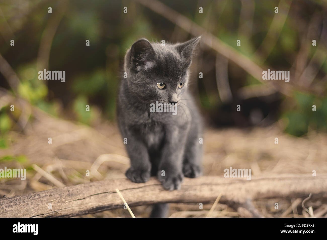 Grey kitten outdoor Stock Photo - Alamy