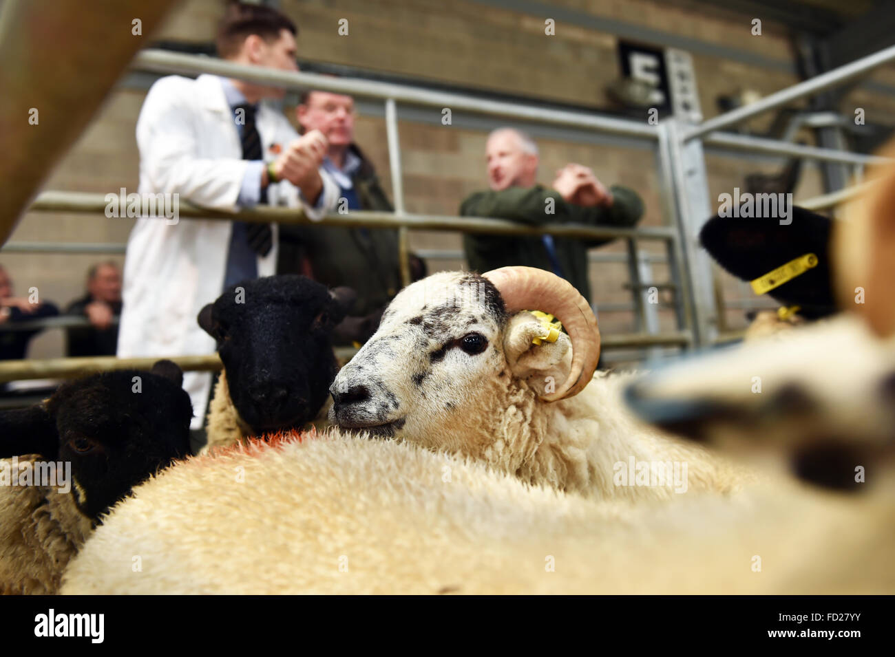 Farmers and an auctioneer discuss the sheep sale at an auction mart ...