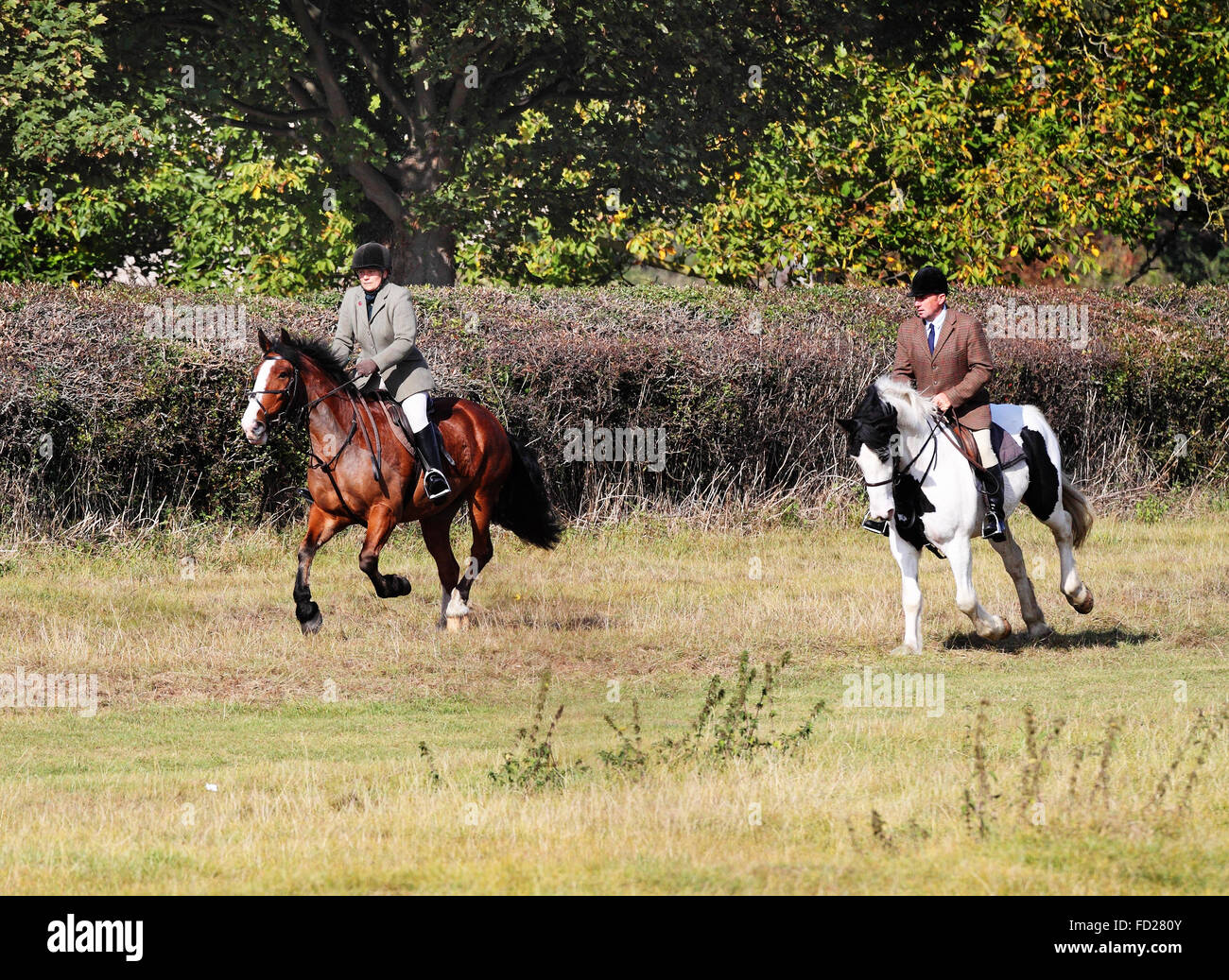 Horse galloping through field hi-res stock photography and images - Alamy