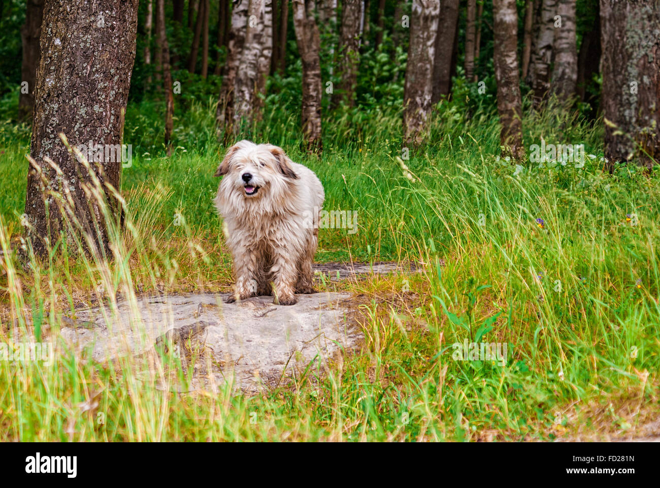 Dog in forest Stock Photo - Alamy