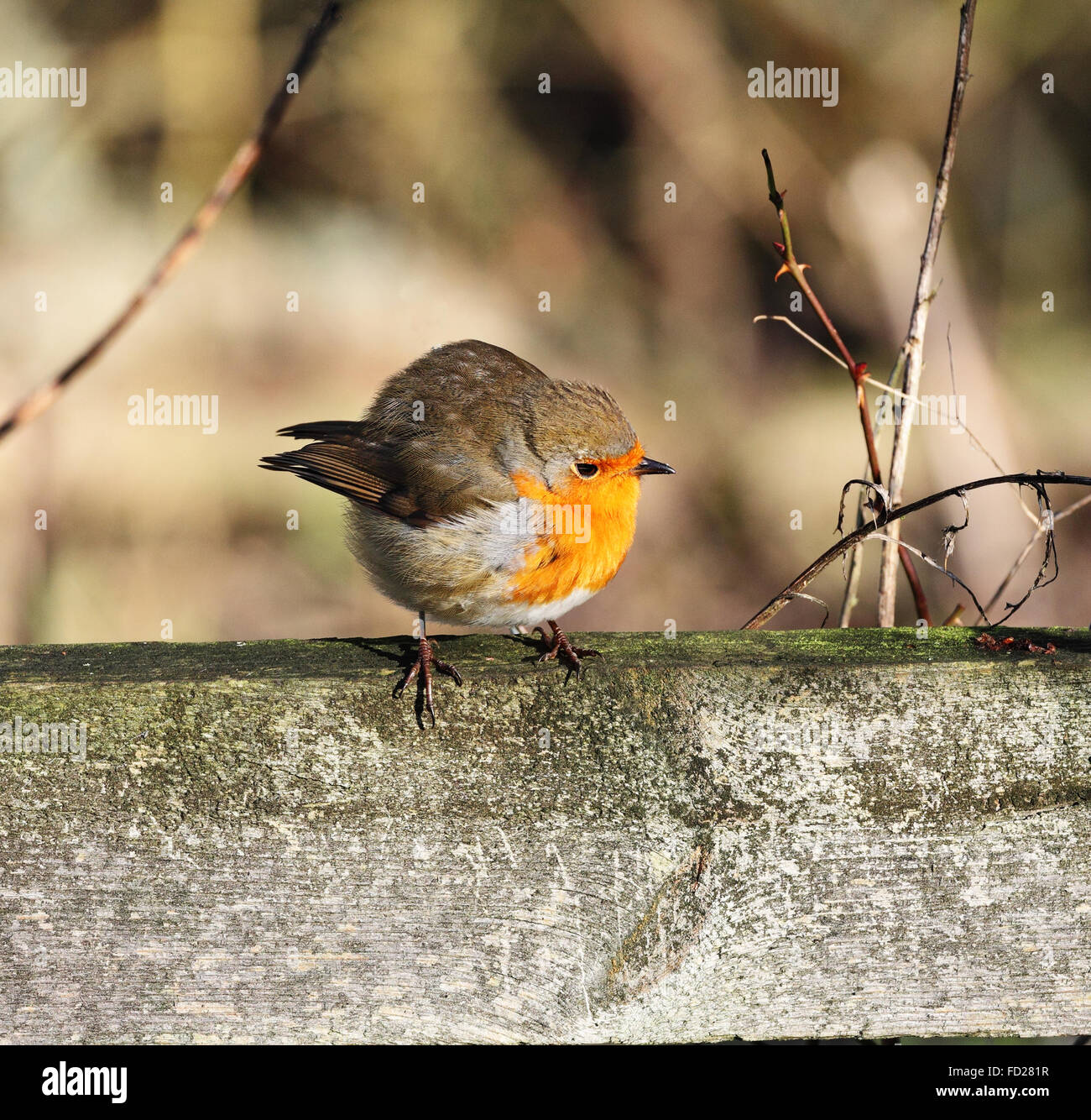 Cute robin hi-res stock photography and images - Alamy