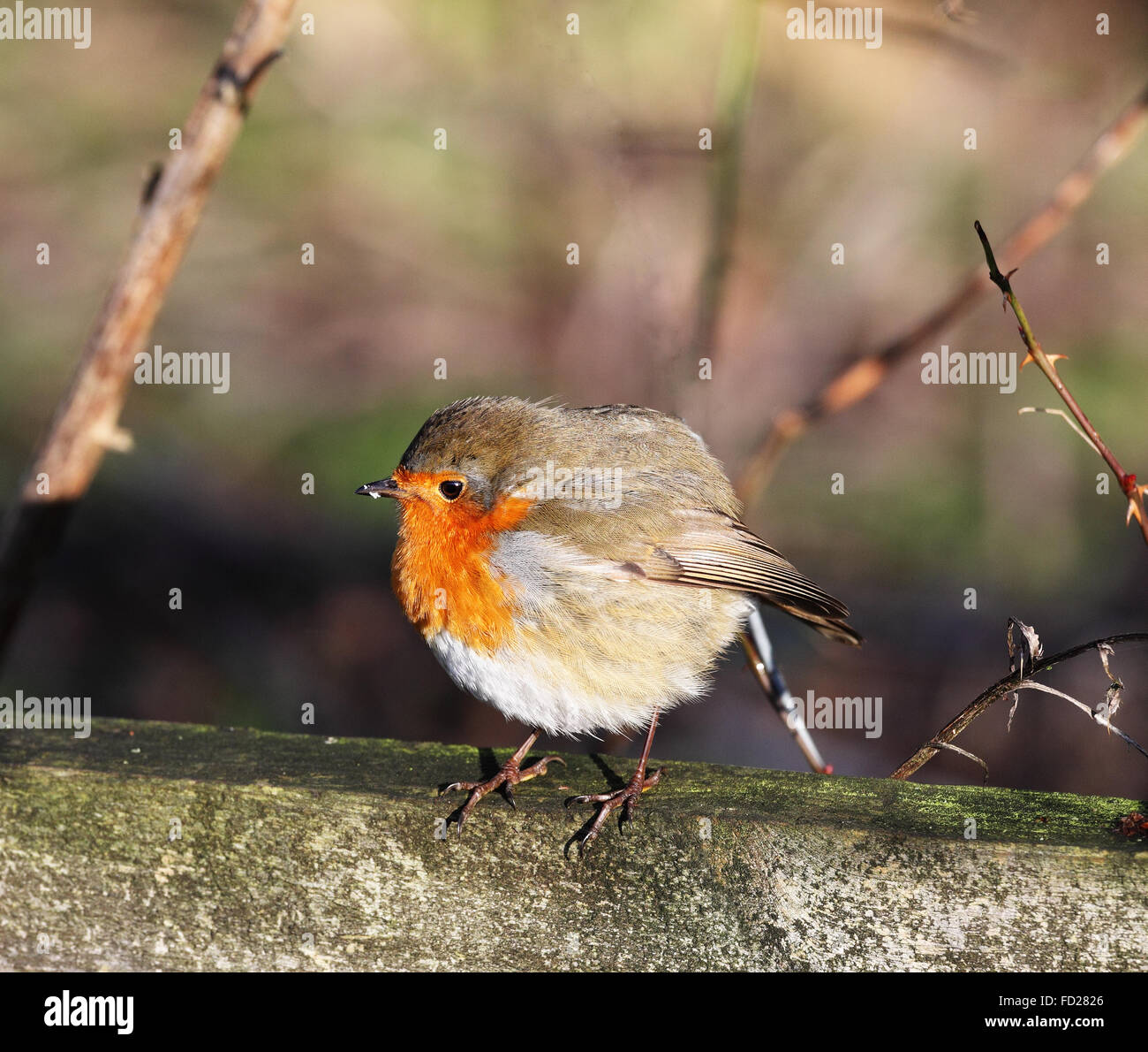 Young Robin Bird High Resolution Stock Photography and Images - Alamy
