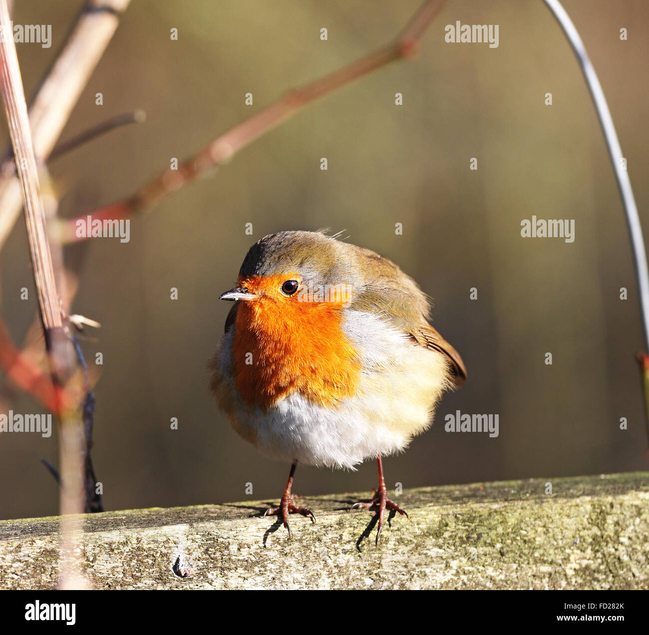 English robin hi-res stock photography and images - Alamy