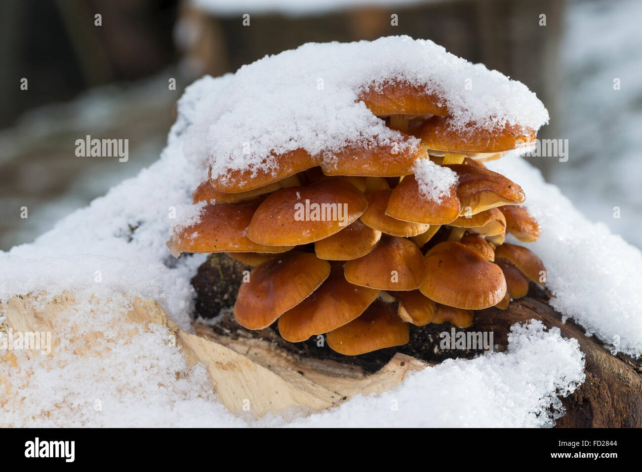 Golden needle mushroom hi-res stock photography and images - Alamy