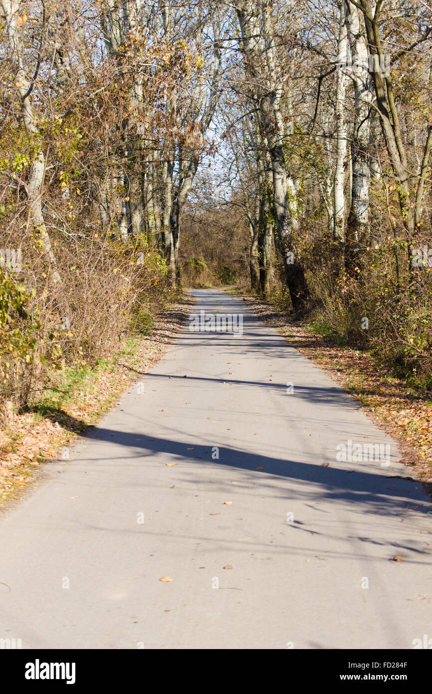 Walking Path in Forest in Autumn. Trees and Road Which Lies in an ...