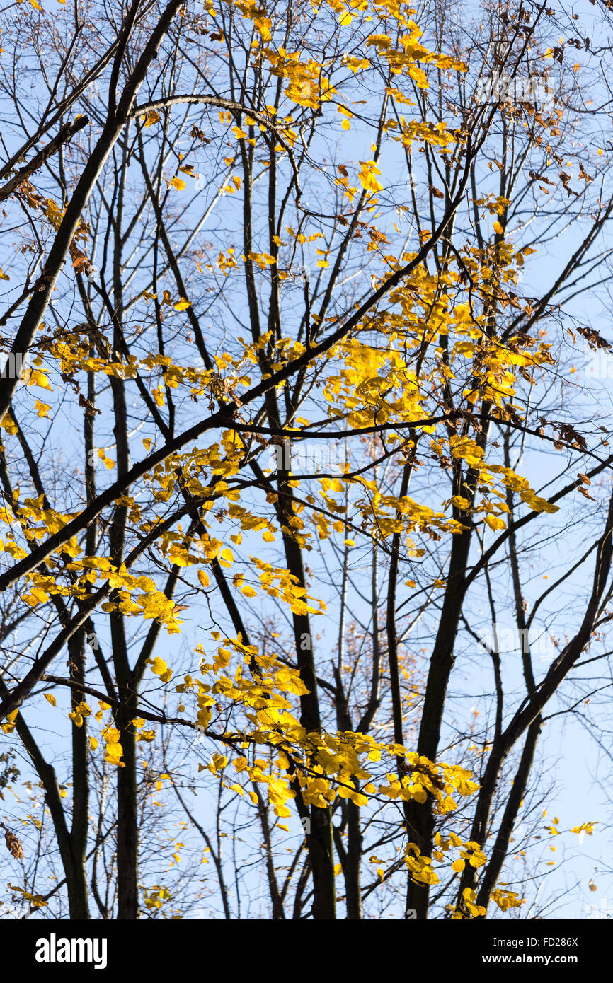Autumn Maple Fall Leaves Tree Background on Blue Clear Sky. Nature ...