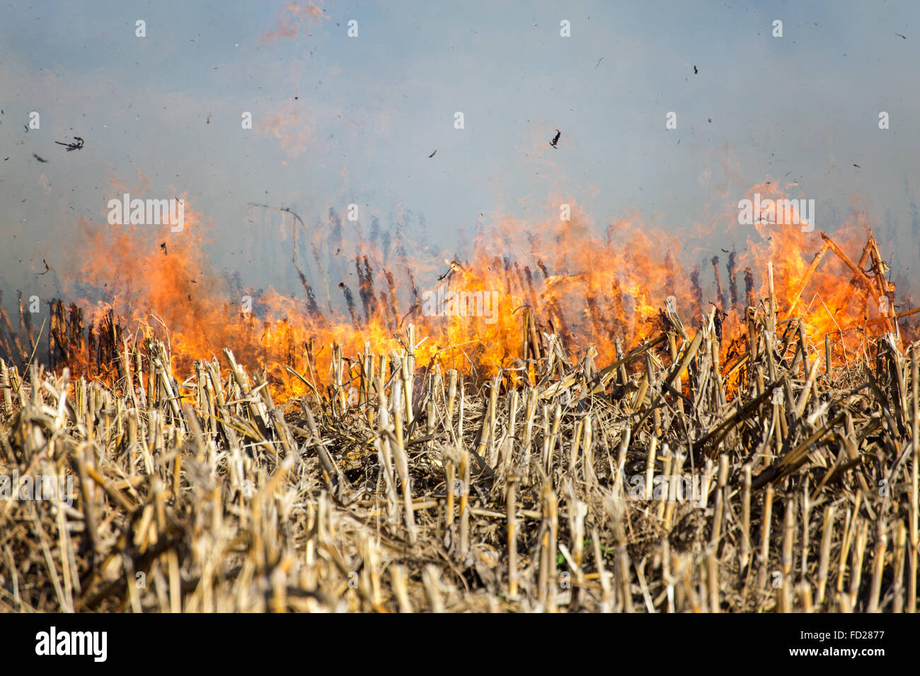 Fire in the Cornfield After Harvest. Fire on Dry Corn Field Close Up ...