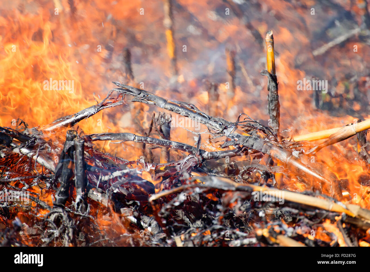 Fire in the Cornfield After Harvest. Fire on Dry Corn Field Close Up ...