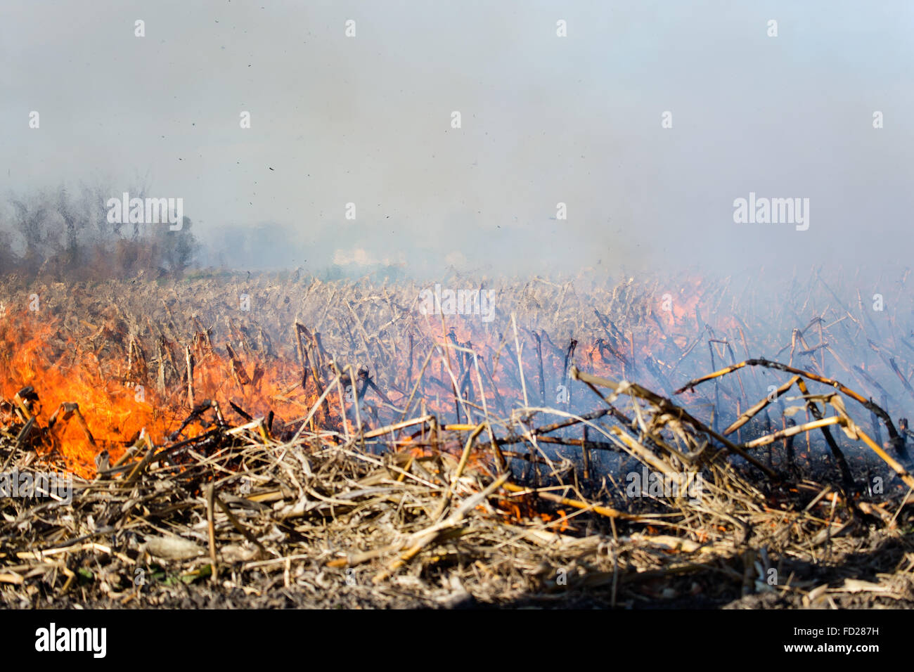 Fire in the Cornfield After Harvest. Fire on Dry Corn Field Close Up ...
