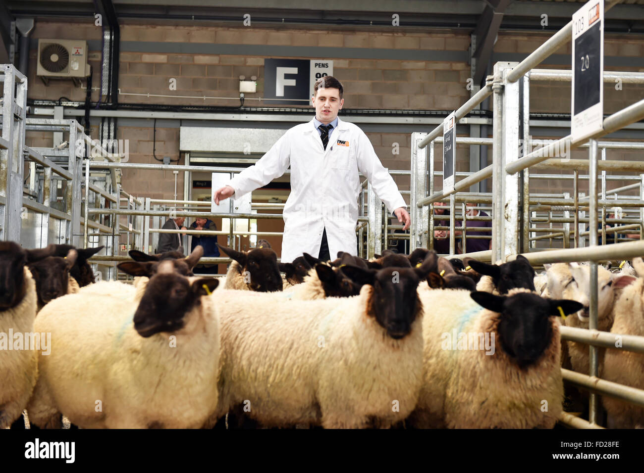 Sheep auction cumbria hi-res stock photography and images - Alamy