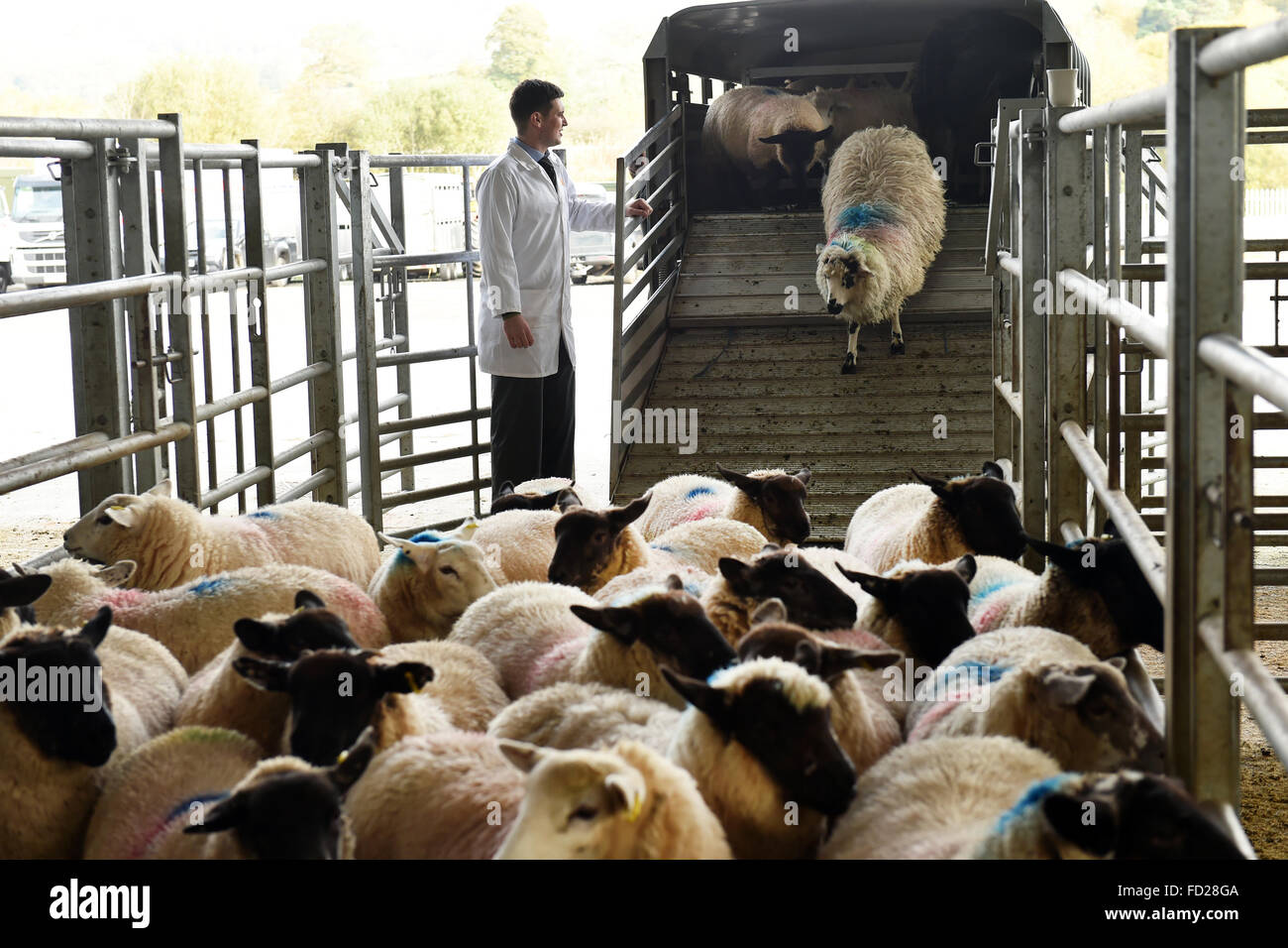 Sheep auction cumbria hi-res stock photography and images - Alamy