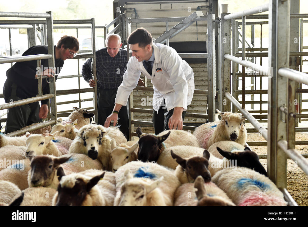 Moving sheep hi-res stock photography and images - Alamy