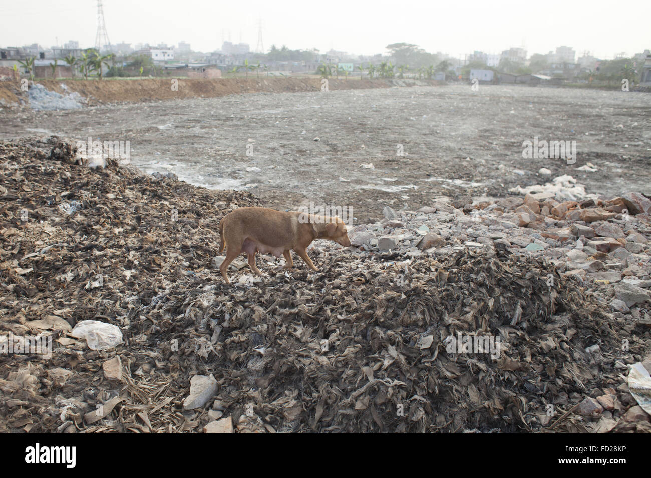 Toxic Waste And Animals