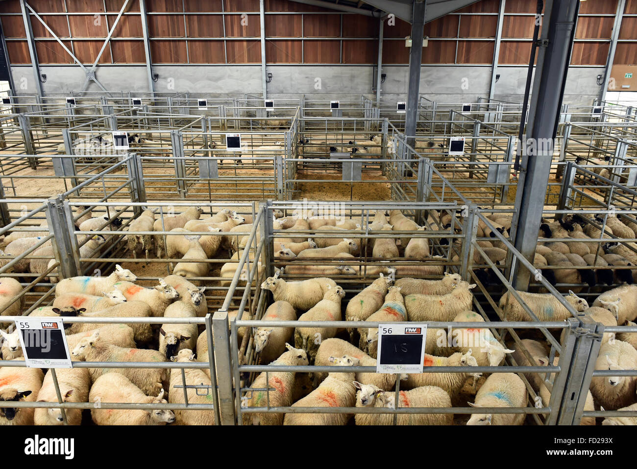 Livestock auction market hi-res stock photography and images - Alamy