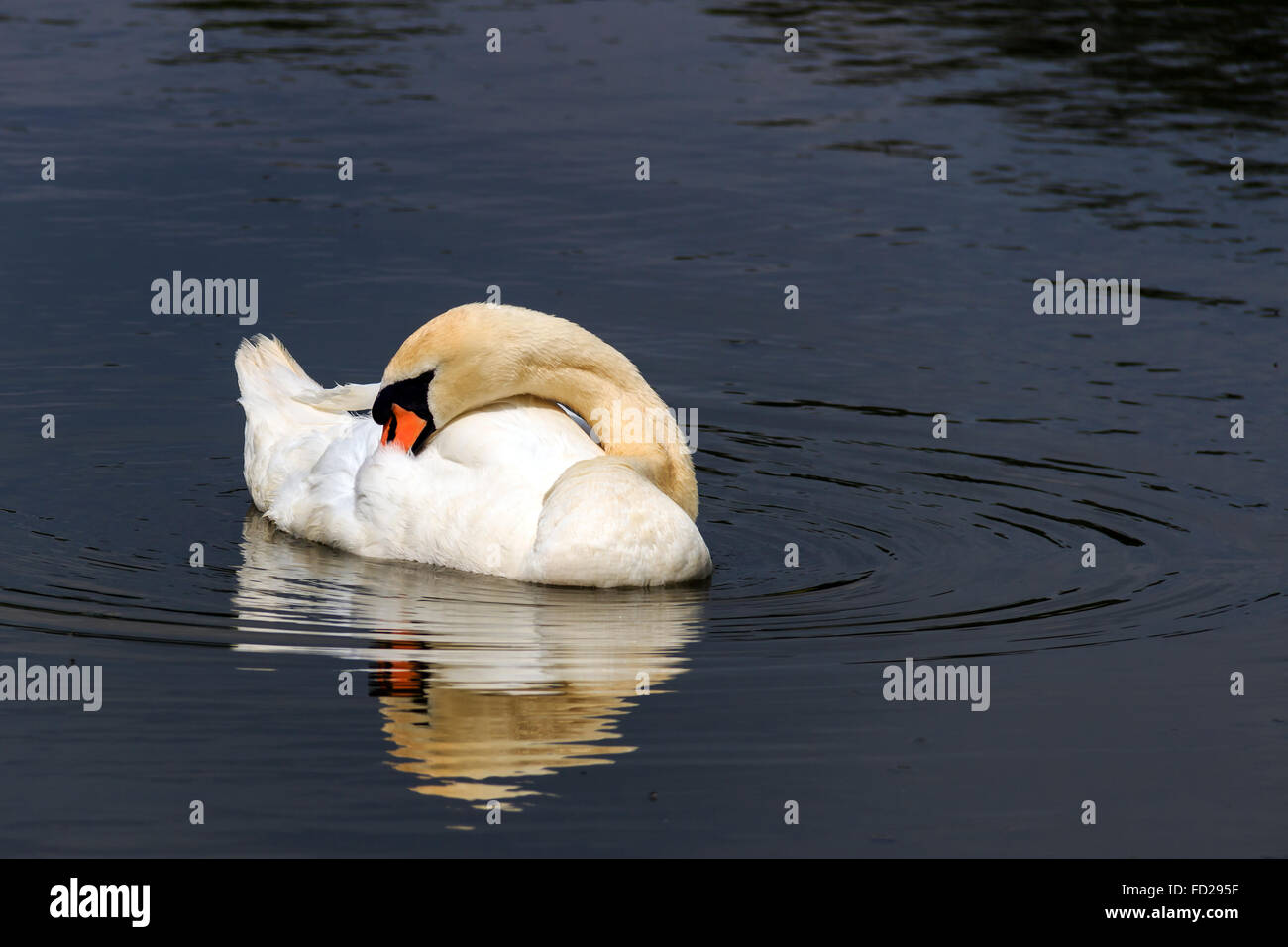 English lake and swan hi-res stock photography and images - Alamy