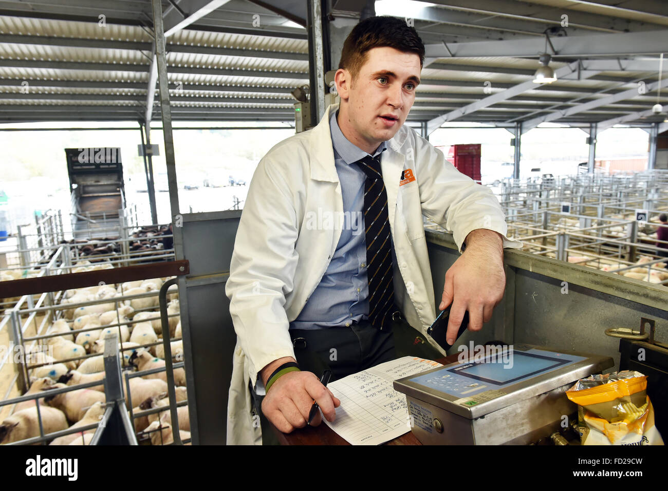An auctioneer working with the livestock, Cumbria UK Stock Photo - Alamy