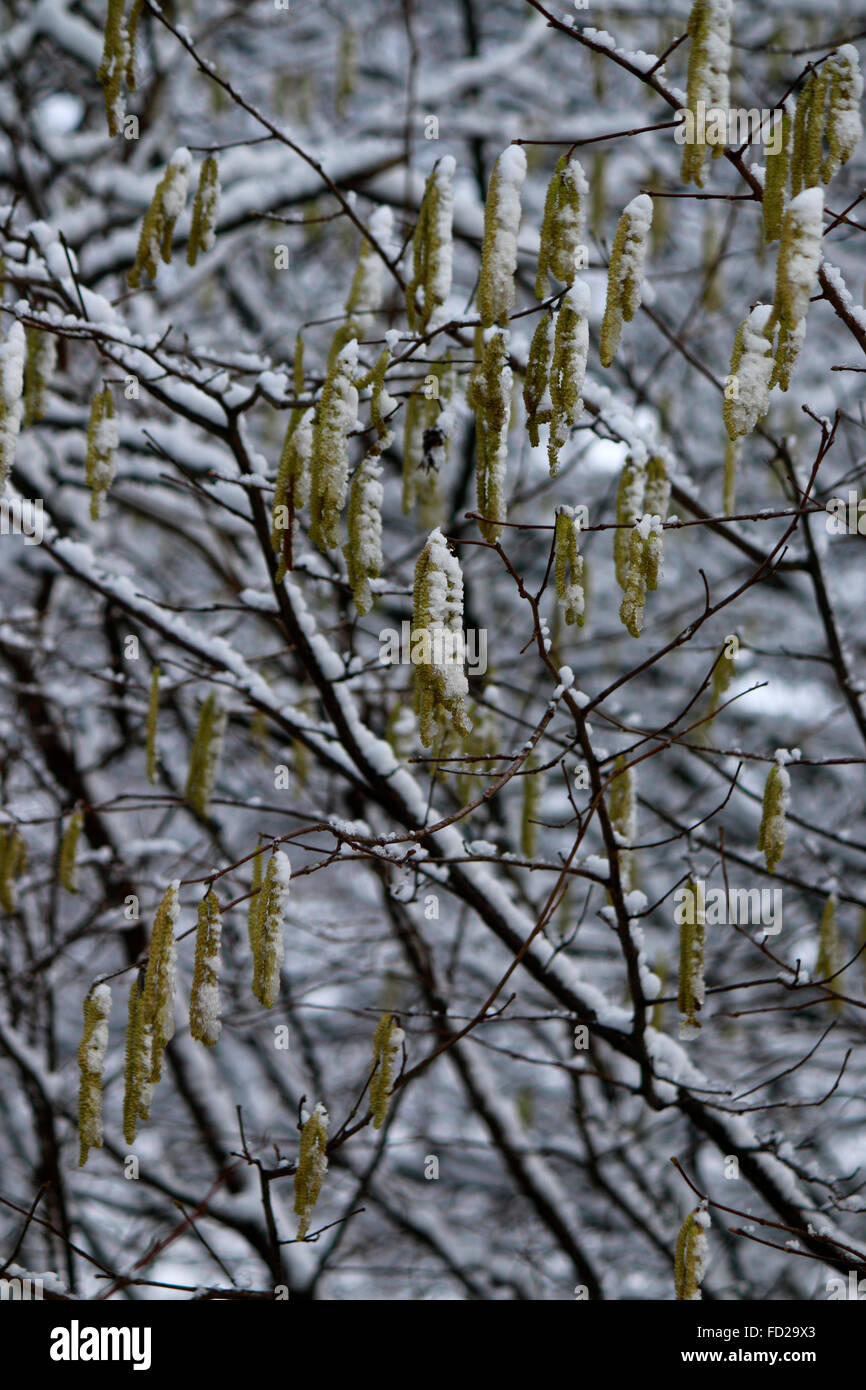 Pollen im Schnee - Winterimpressionen, Berlin Stock Photo - Alamy