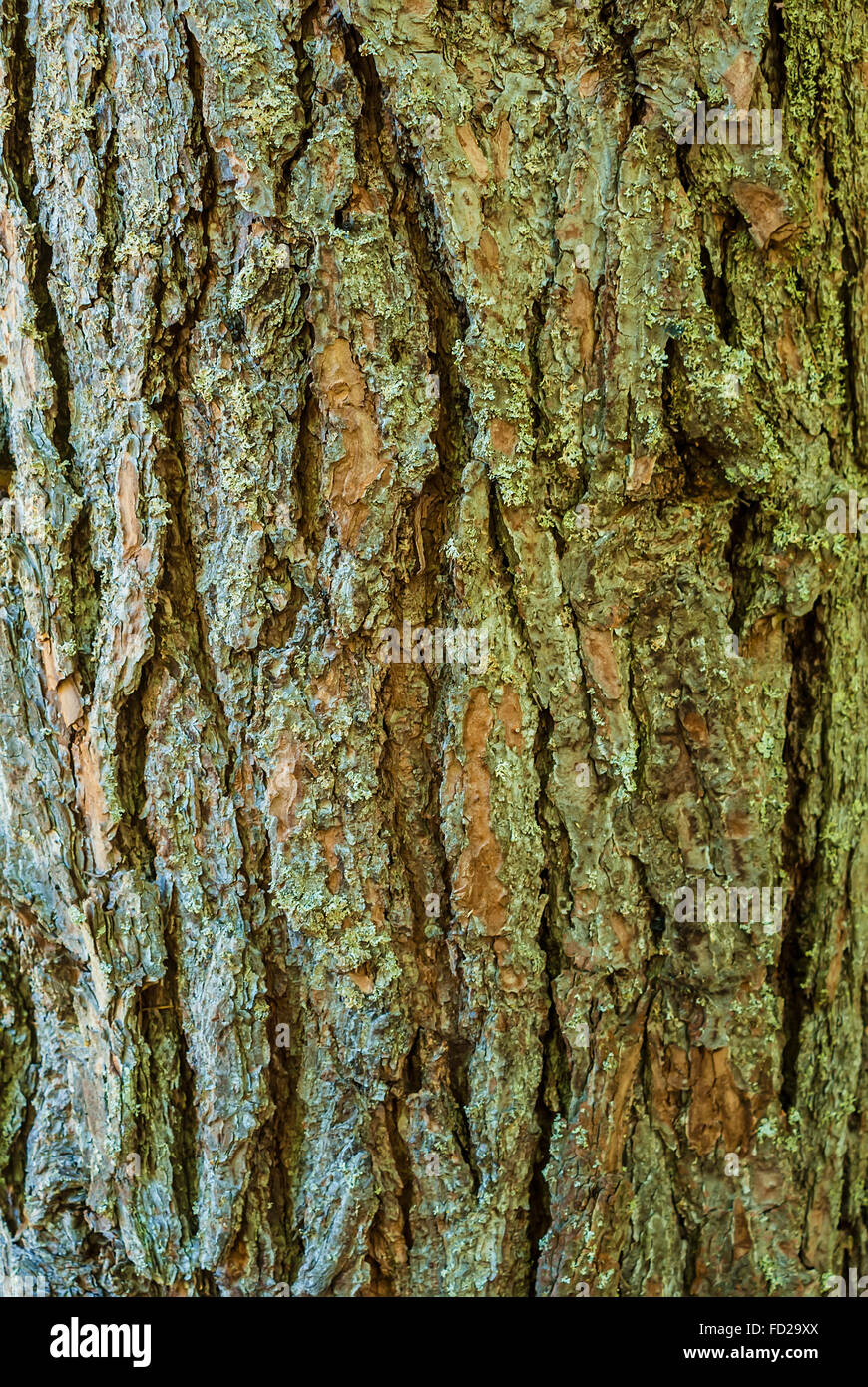 Bark of pine tree Stock Photo - Alamy
