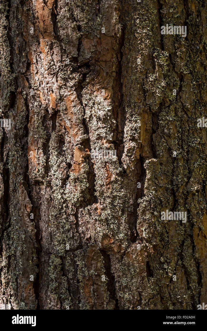 Bark of pine tree Stock Photo - Alamy