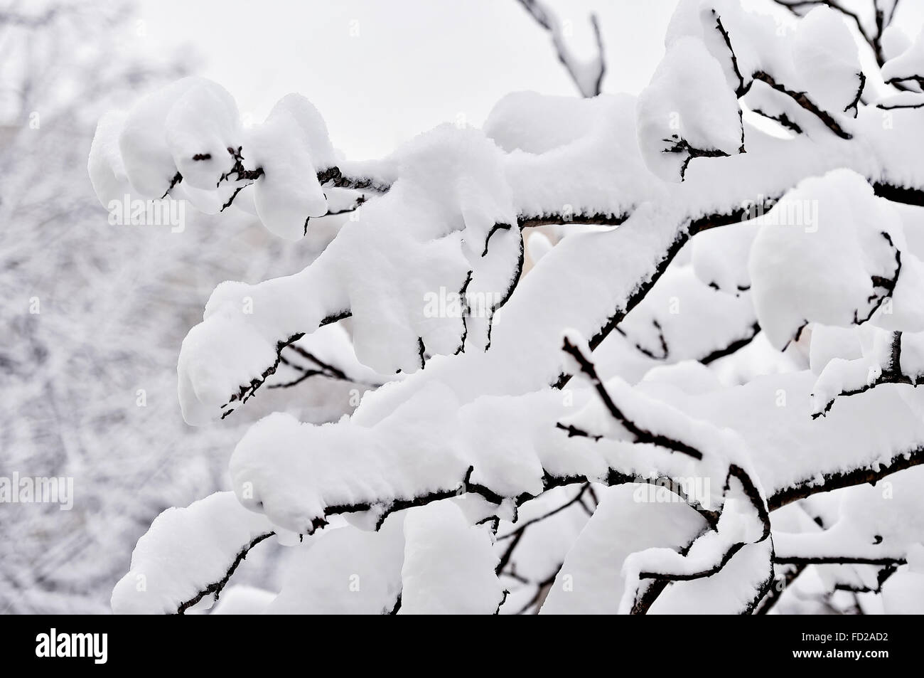 Snowfall tree hi-res stock photography and images - Alamy