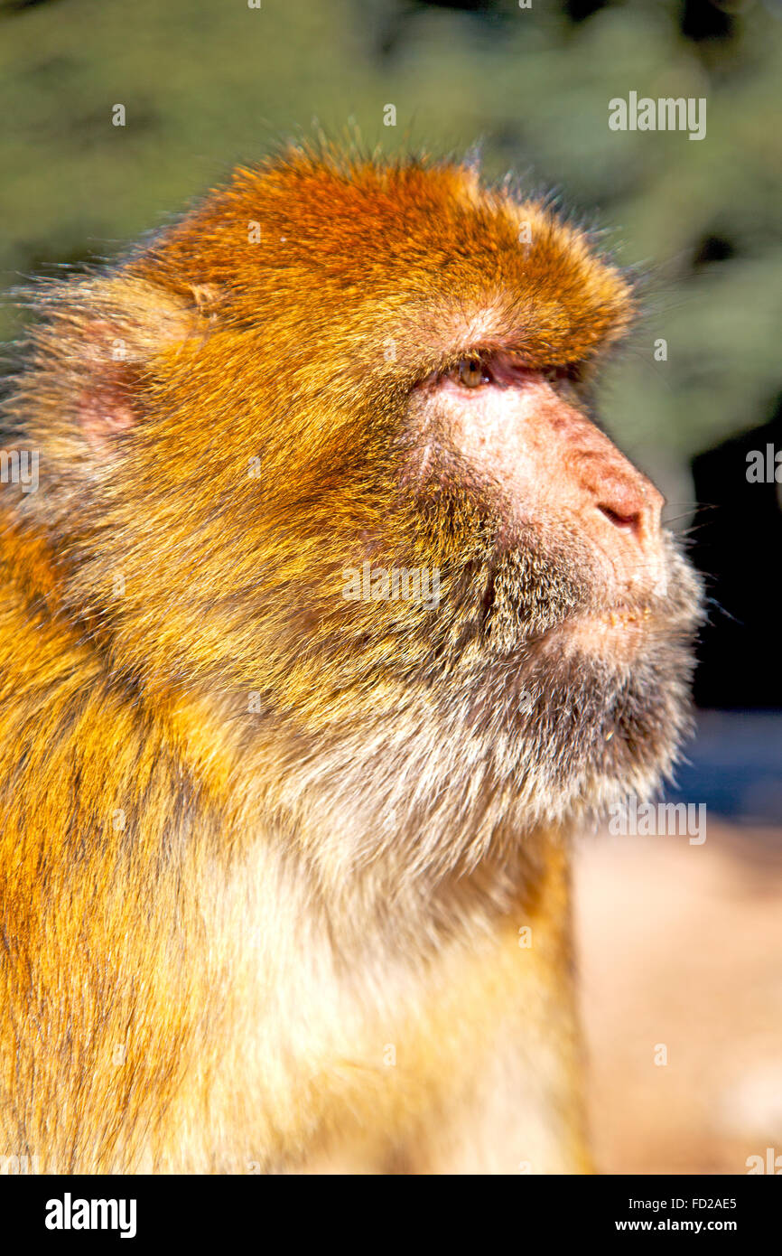 old monkey in africa morocco and natural background fauna close up ...