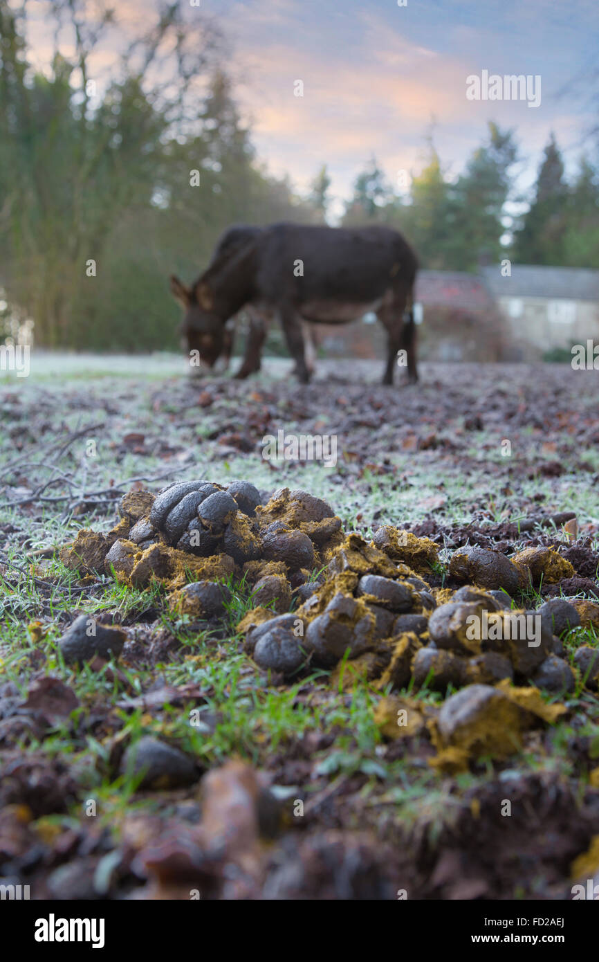 Animal droppings uk hi-res stock photography and images - Alamy
