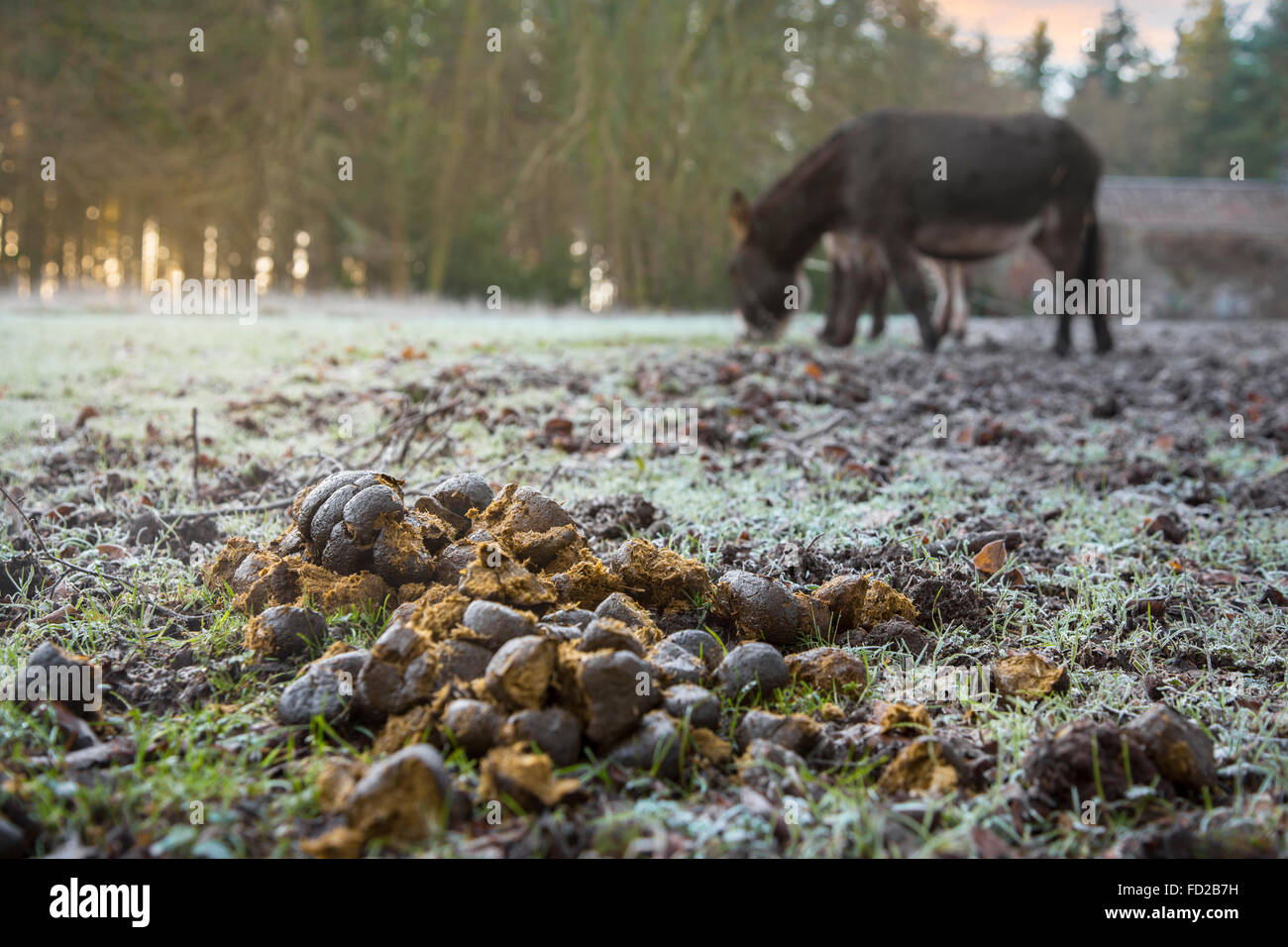 Animal droppings uk hi-res stock photography and images - Alamy