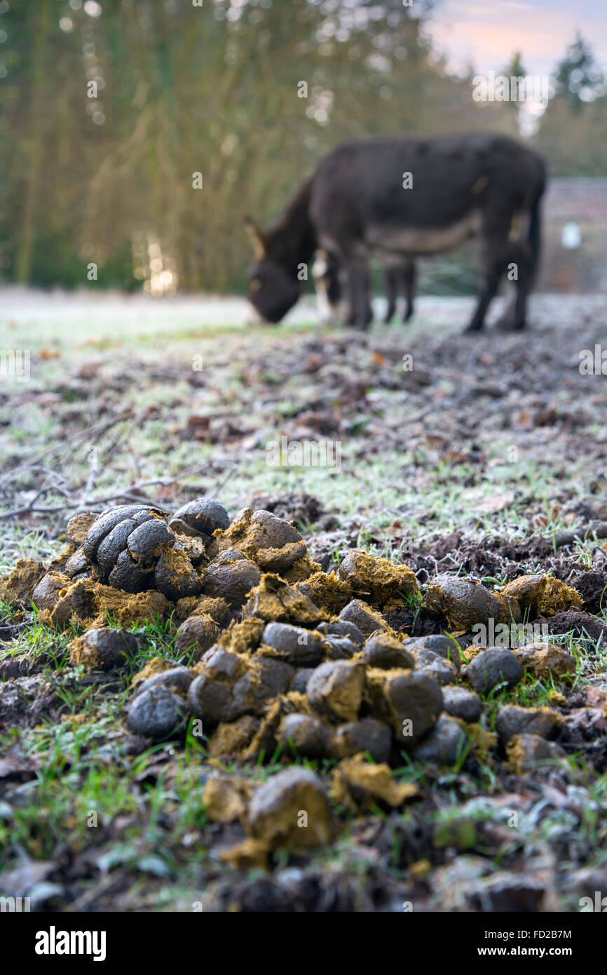 Pile of fresh donkey droppings, donkeys in the background Stock Photo ...