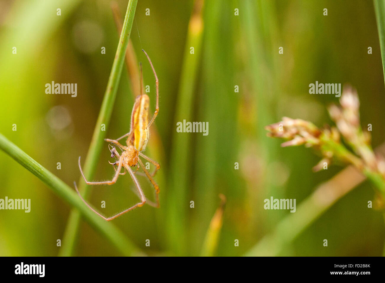 Long jawed orb weaver spider hi-res stock photography and images - Alamy