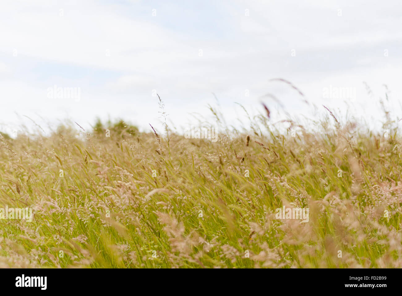 Fizmer hi-res stock photography and images - Alamy