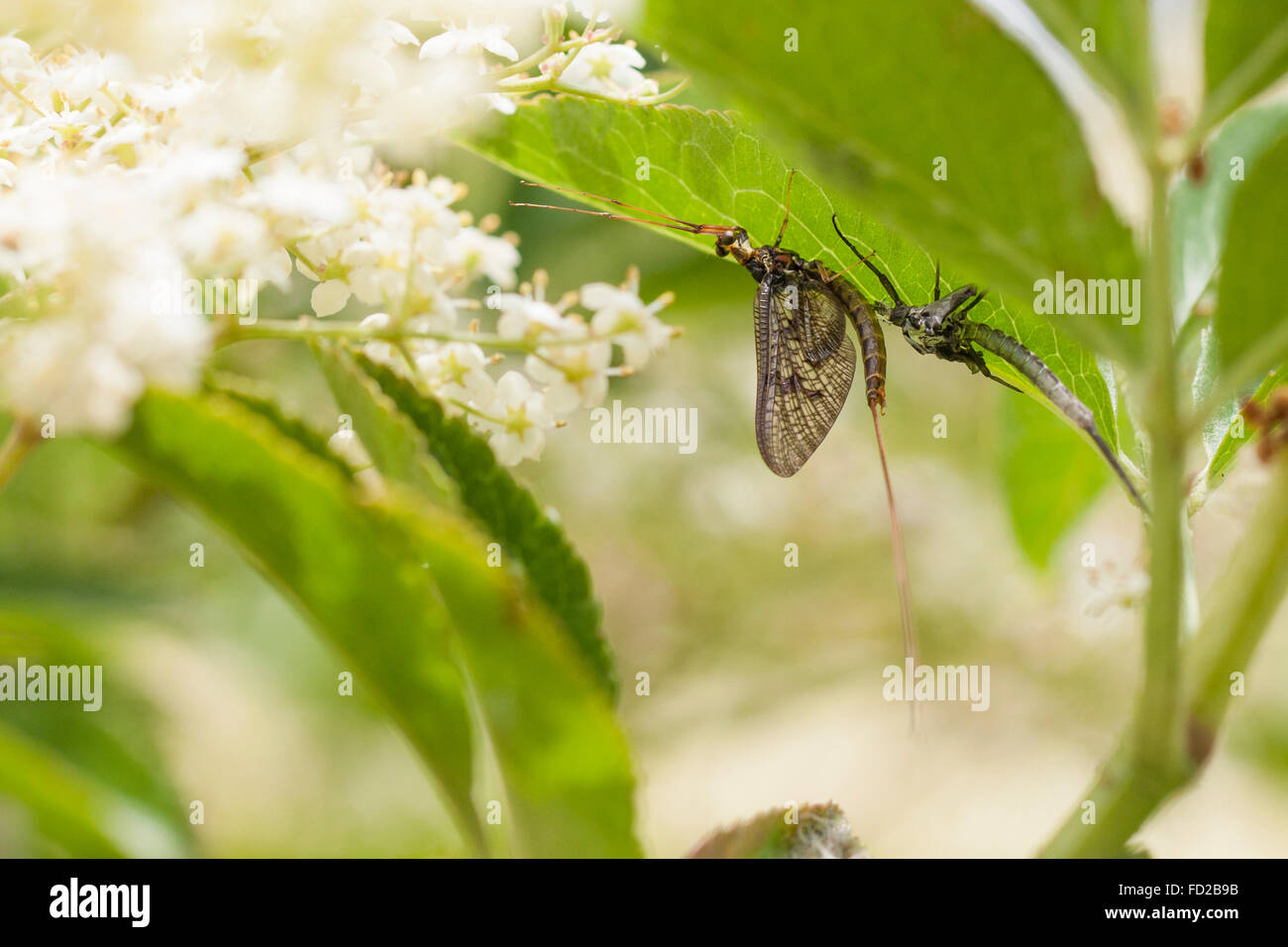 Out and about for #30DaysWild day 21. Spotted this newly emerged Mayfly ...