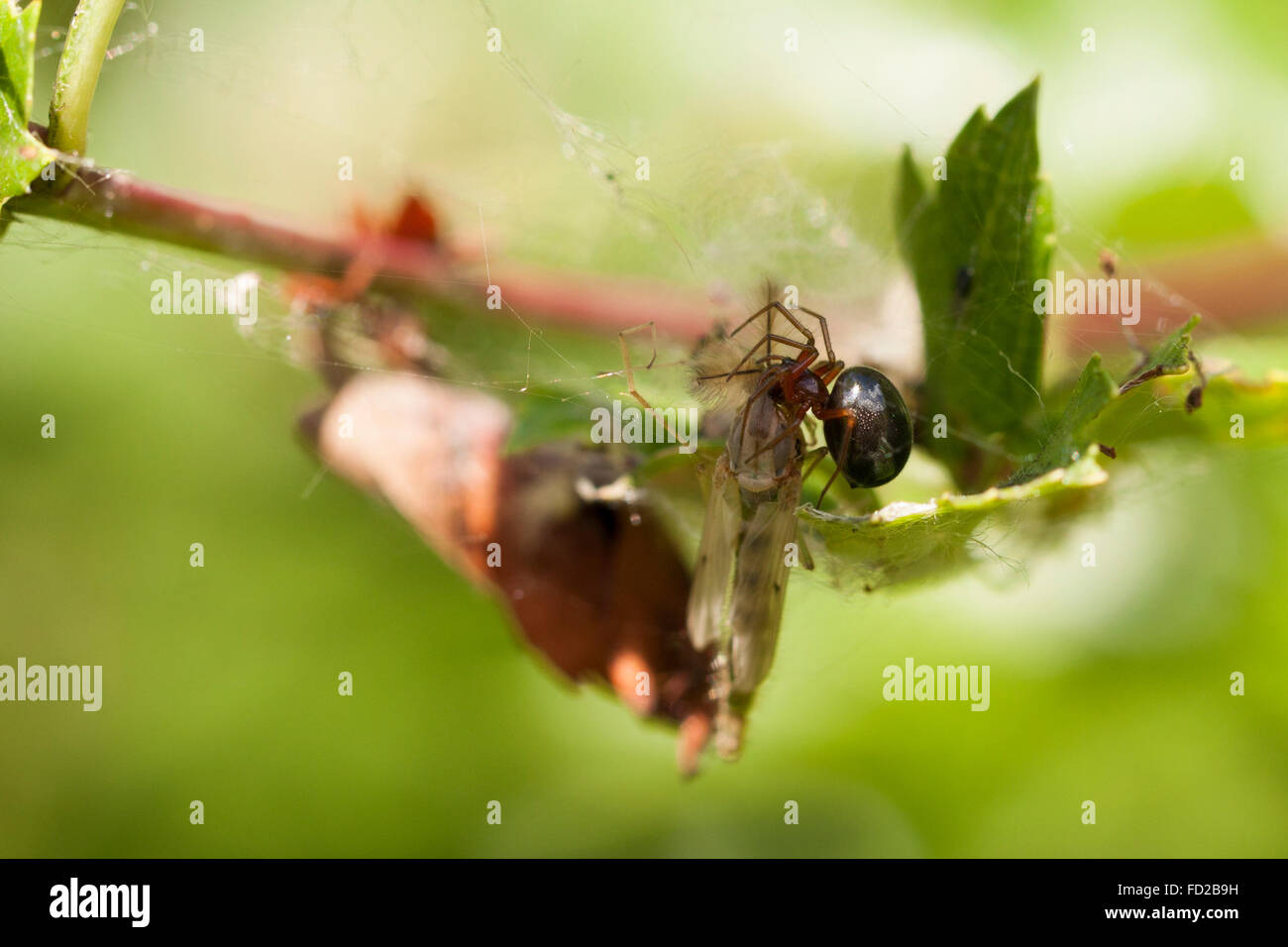 Another non-biting midge that had become lunch, this time to a Money ...