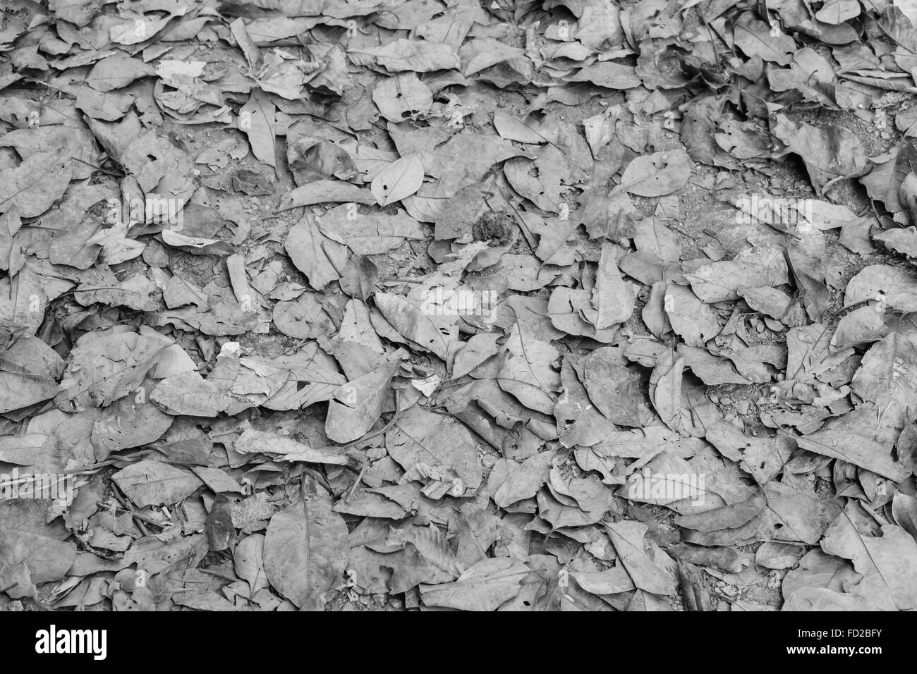 Dry leaves on ground, background or backdrop Stock Photo - Alamy