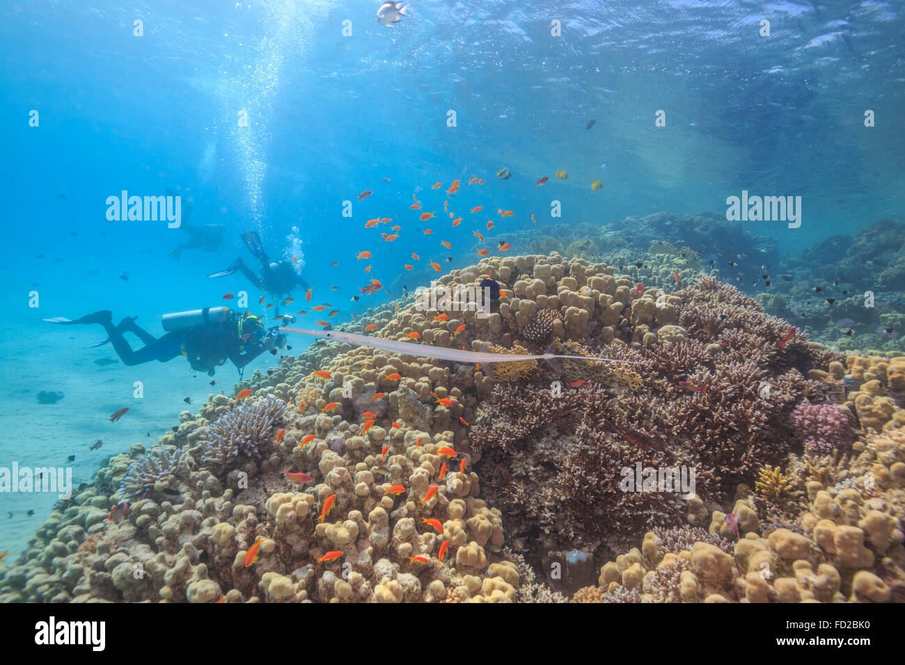 aquarium, aquatic, background, blue, colorful, coral, deep, depth ...